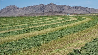 Slowing The Flow: Desert Water Makeover